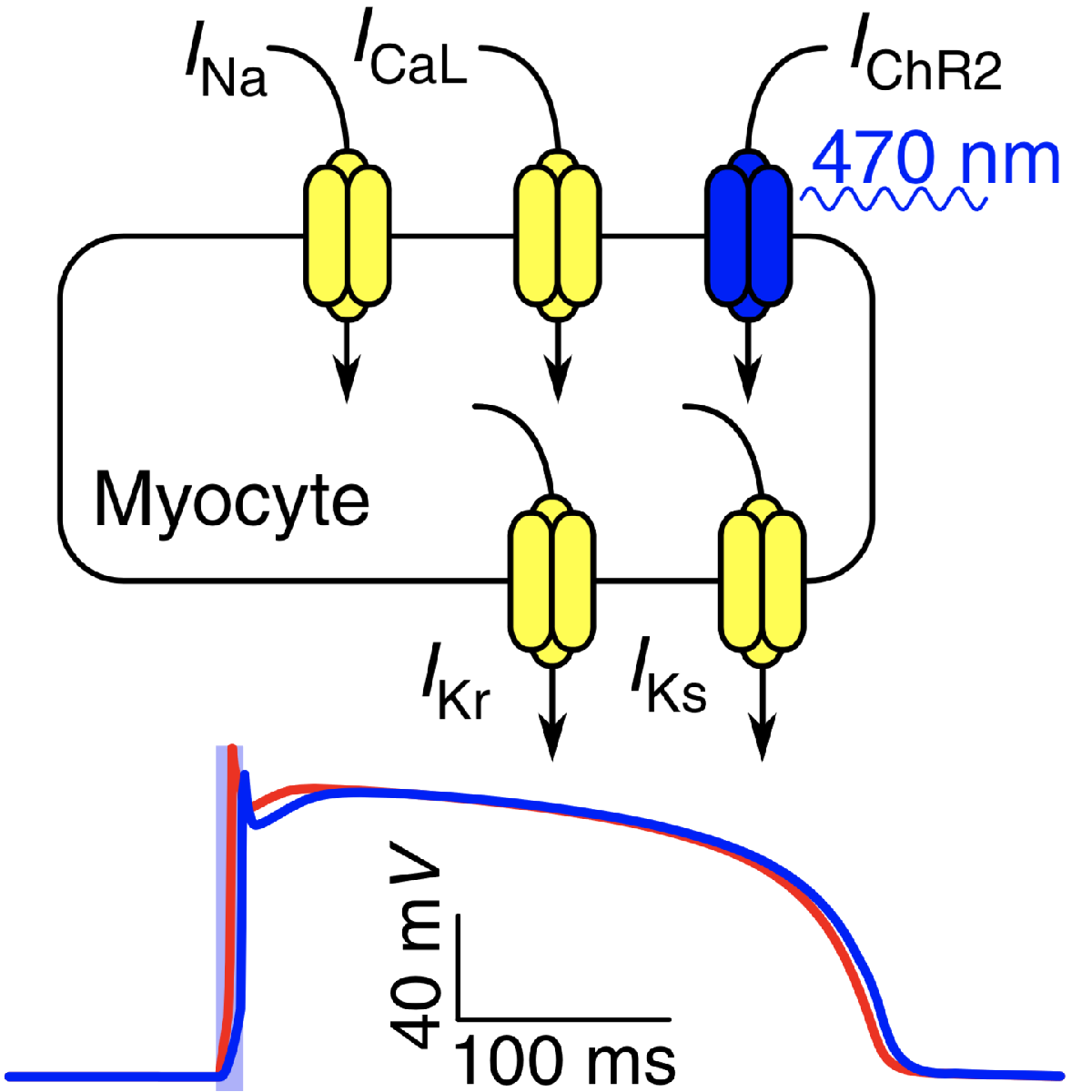 Research – Patrick M. Boyle's CardSS Lab | UW Bioengineering